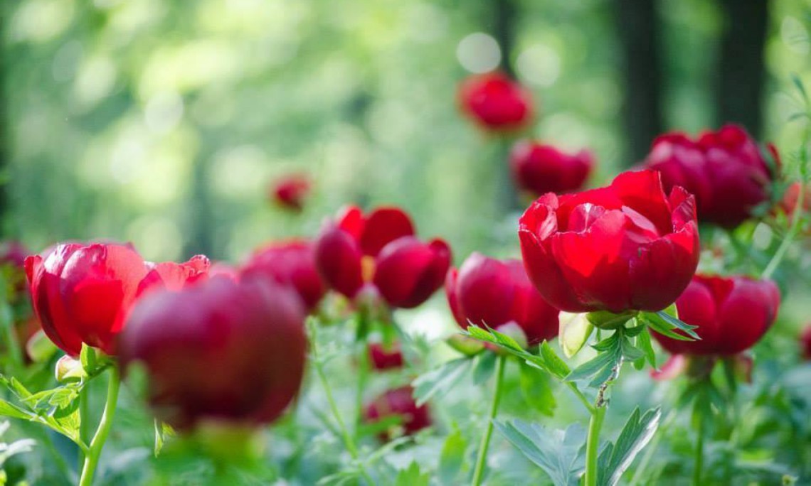 Proiectul de declarare a bujorului floare naţională | replicaonline.ro