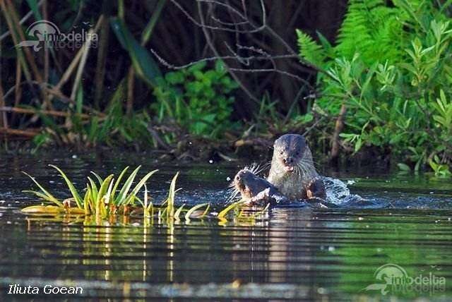 Vidra, specie protejată, a revenit în Delta Dunării | replicaonline.ro