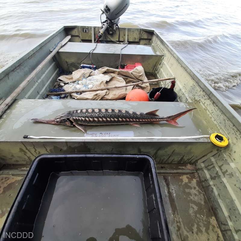 Sturionii - specii 'fanion' pentru Dunăre | replicaonline.ro