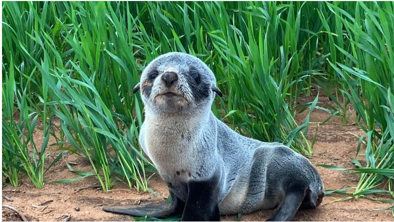 Un pui de focă a fost găsit într-un lan de grâu, la 3 km distanță de ...