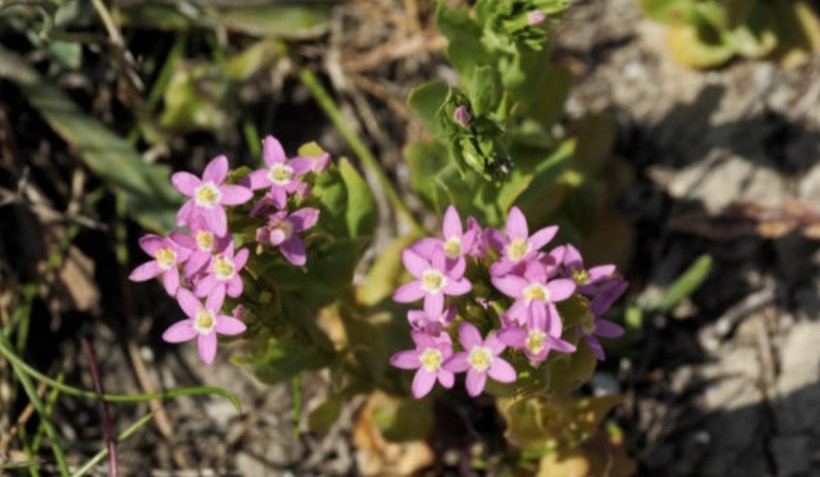 "Iarba de aur", planta care poate fi un leac natural pentru obezitate ...