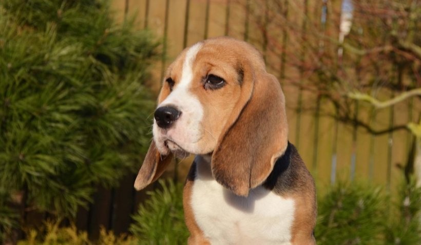 Mii de căței Beagle, salvați dintr-un laborator de experimente unde ...