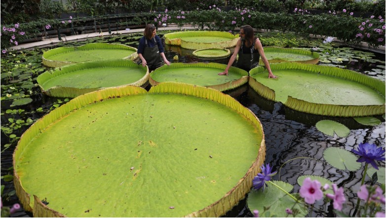 O specie de nufăr gigant a fost descoperită la cea mai mare grădină ...