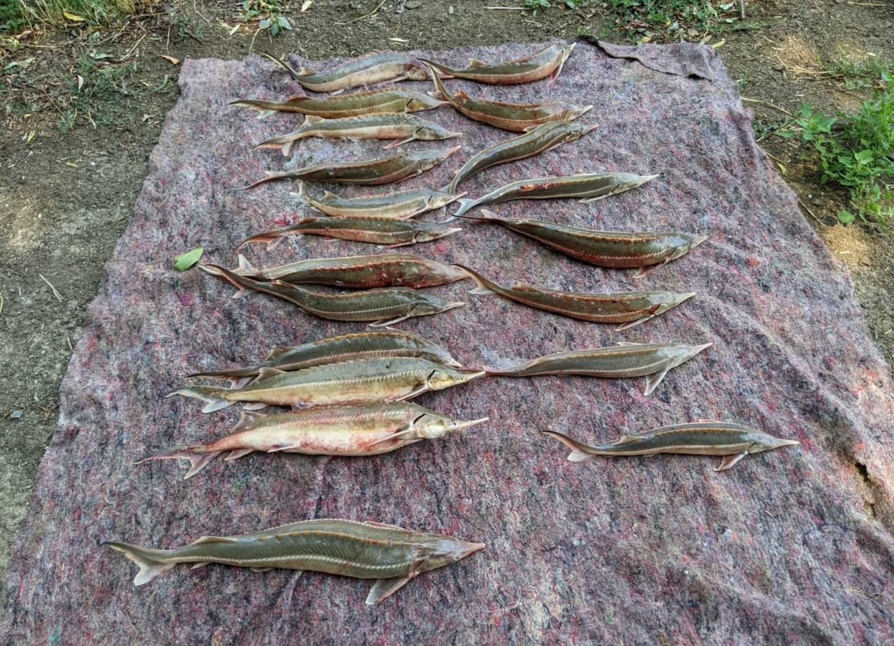 Când vom avea primele ferme de stridii în România. Cultura-prototip din ...