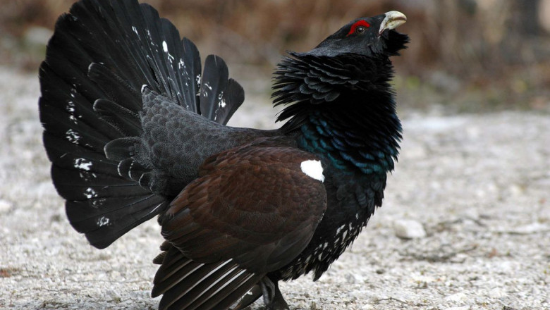 Tanczos Barna a redeschis vânătoarea la cocoși de munte, după 10 ani de ...