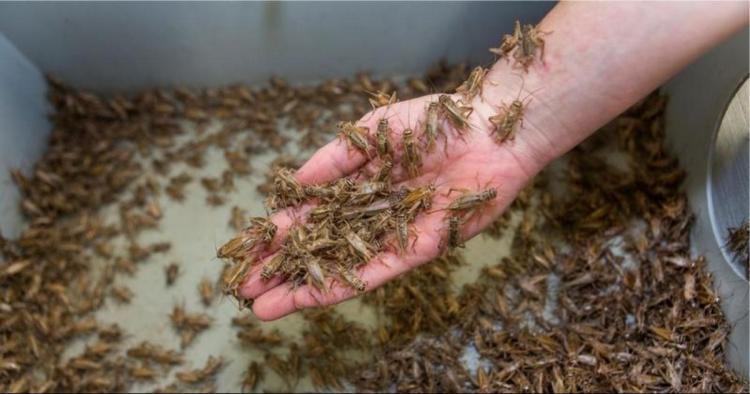 Făina de greiere în România: suta de grame, la preţ uriaș ...