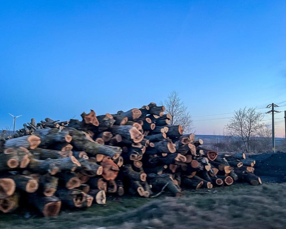 Defrişare masivă a pomilor de pe marginea drumurilor, pe ruta Tulcea ...