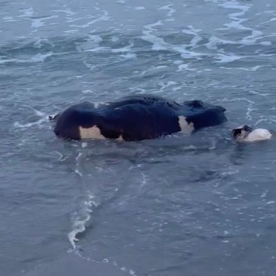 Descoperire macabră pe o plajă din Saturn: vacă moartă, găsită la mal ...