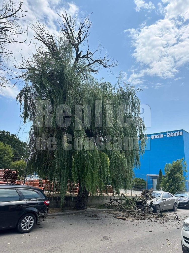 Atenție, constănțeni! Au început să cadă mai mulți copaci peste mașini ...