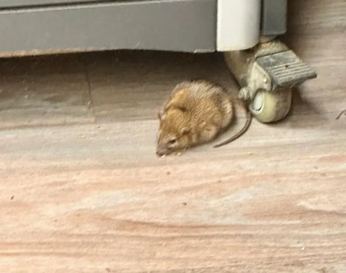 Un şobolan a fost surprins la “cumpărături” la Mega Image ...