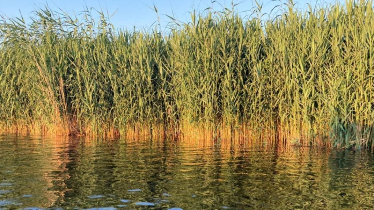 Anchetă! În afacerea „Stuful din Deltă“ apar și doi preoți din ...