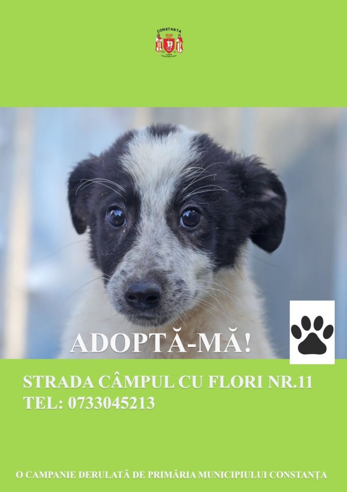 "Adoptă un cățel" Salvează o viață din Adăpostul Public de Animale ...