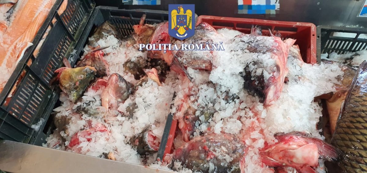 Aproape 250 de kg de pește fără acte de proveniență, descoperite de ...