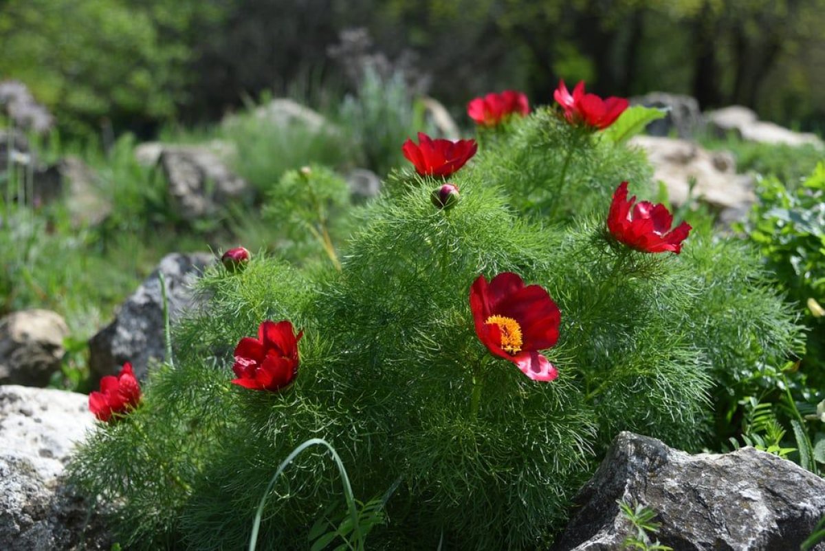 Sunt ocrotite de lege şi nu aveţi voie să le rupeţi. Cele mai rare şi ...