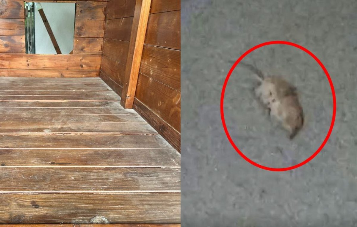 Șoareci morți și în stare de putrefacție, la Nord Airport Hotel din ...