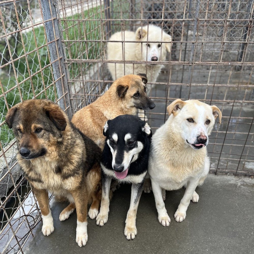 Microciparea și sterilizarea reprezintă soluții optime pentru ...