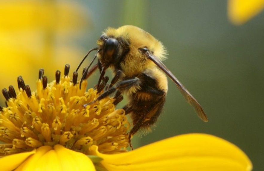 De la înțepătura de insectă la șoc. Cum recunoști o reacție alergică ...