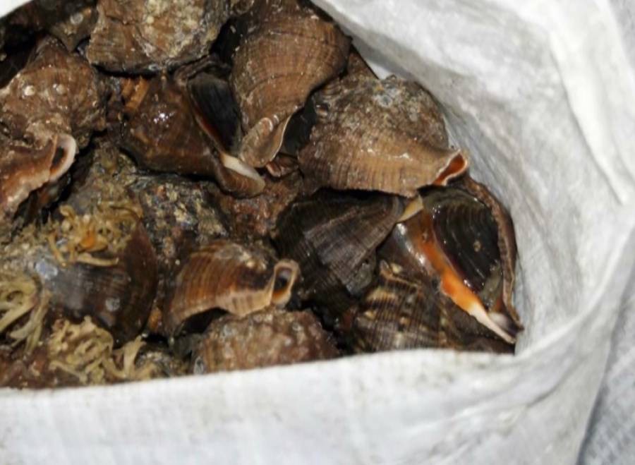 Târg de creaţii handmade şi degustare de vin, scoici şi rapane, în ...