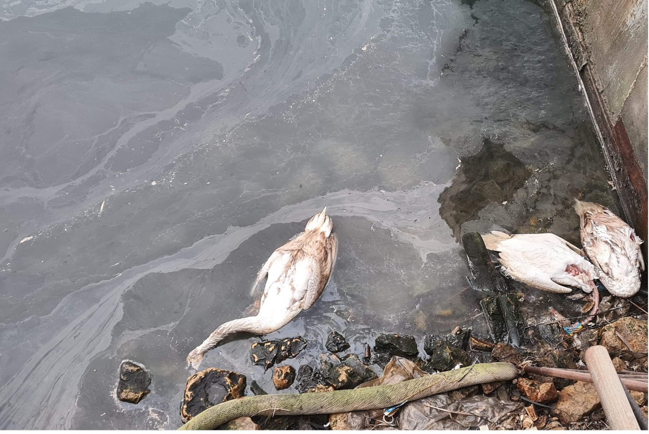 Lebede găsite MOARTE în Șantierul Naval Constanța. Garda de Mediu a ...