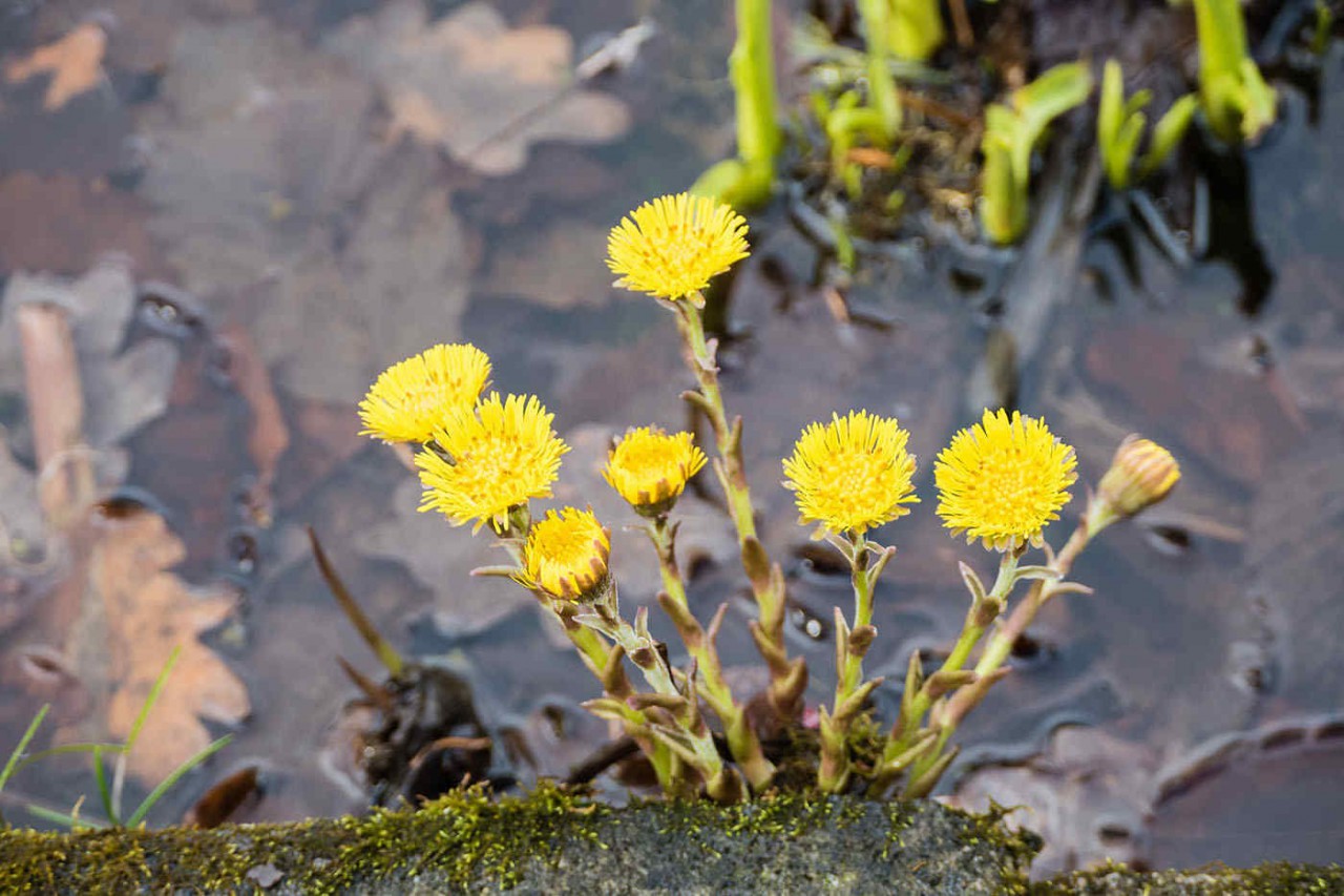 Ceai de podbal: proprietăți, beneficii și contraindicații ...