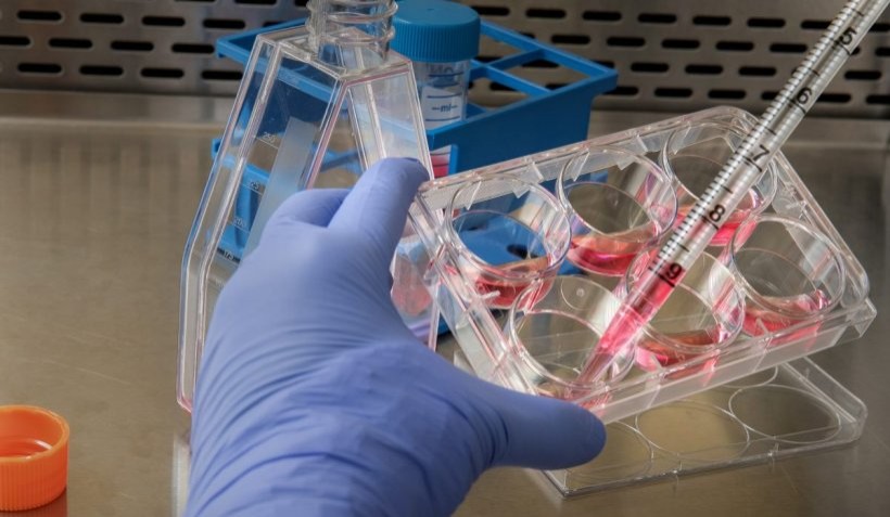 Moleculele inovatoare, singura șansă a pacienților cu boli inflamatorii ...